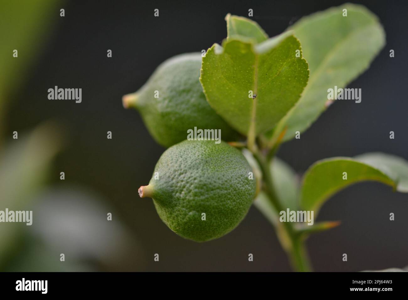 Bangladeshi seasonal fruit Stock Photo - Alamy