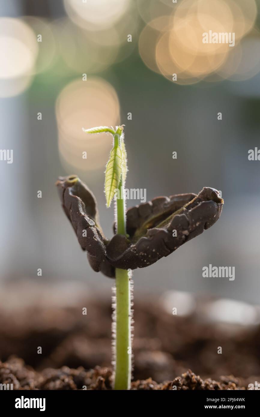 Young Cocoa tree seeds start growing on the plantation. Concept of ...