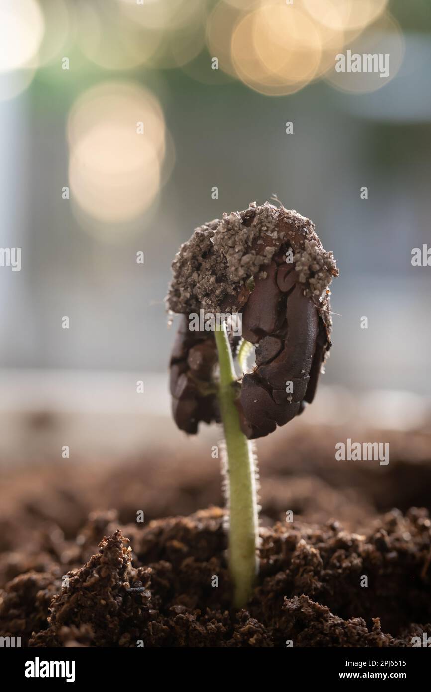 Young Cocoa tree seeds start growing on the plantation. Concept of ...