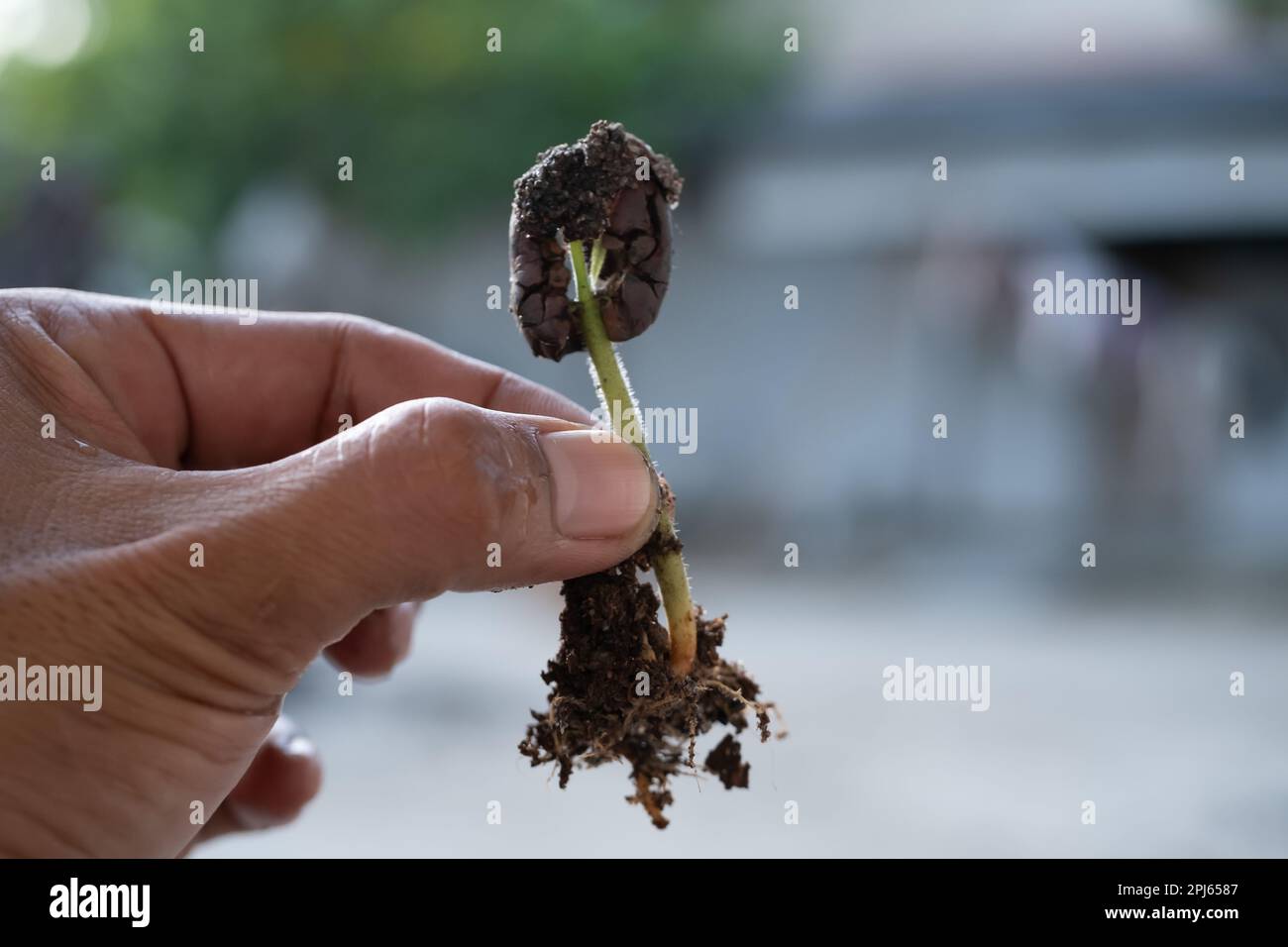 Cacao tree seedling young hi-res stock photography and images - Alamy