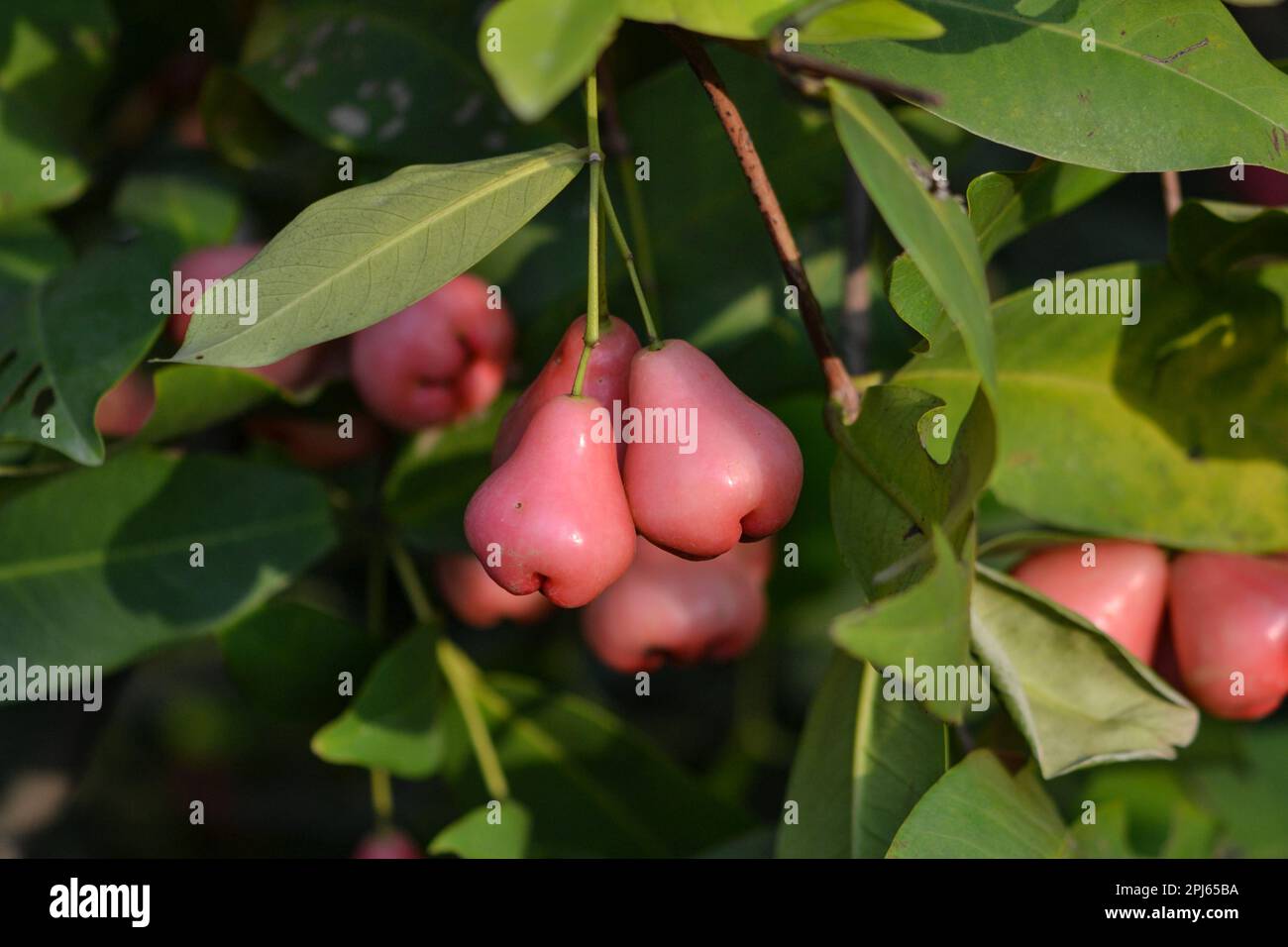 Bangladeshi seasonal fruit hi-res stock photography and images - Alamy