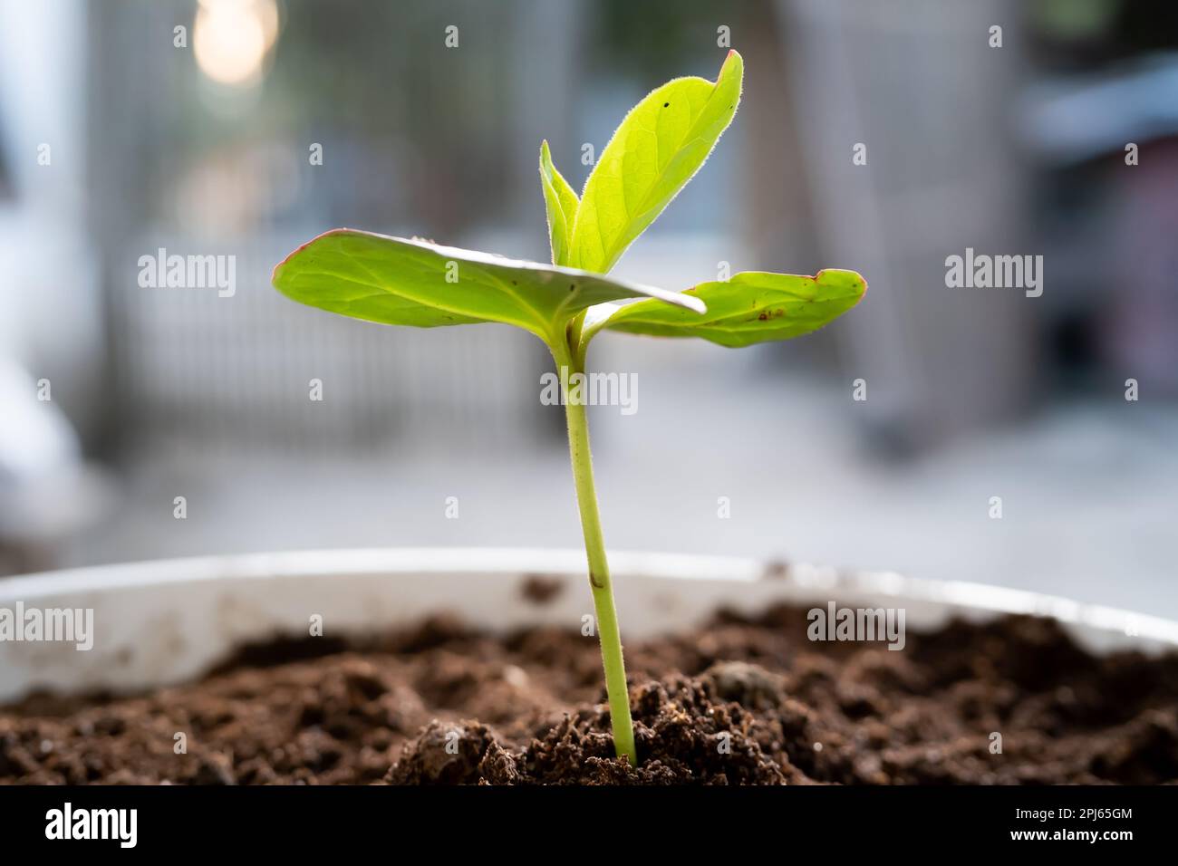 Seedlings (Terminalia Catappa) begin to grow in fertile soil. grow from ...