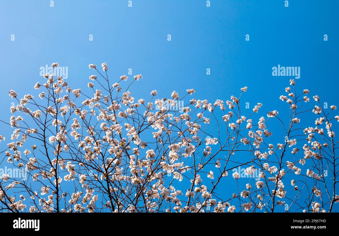 Seonam temple, Mar 27, 2023 : Cherry blossoms at Seonam temple or ...