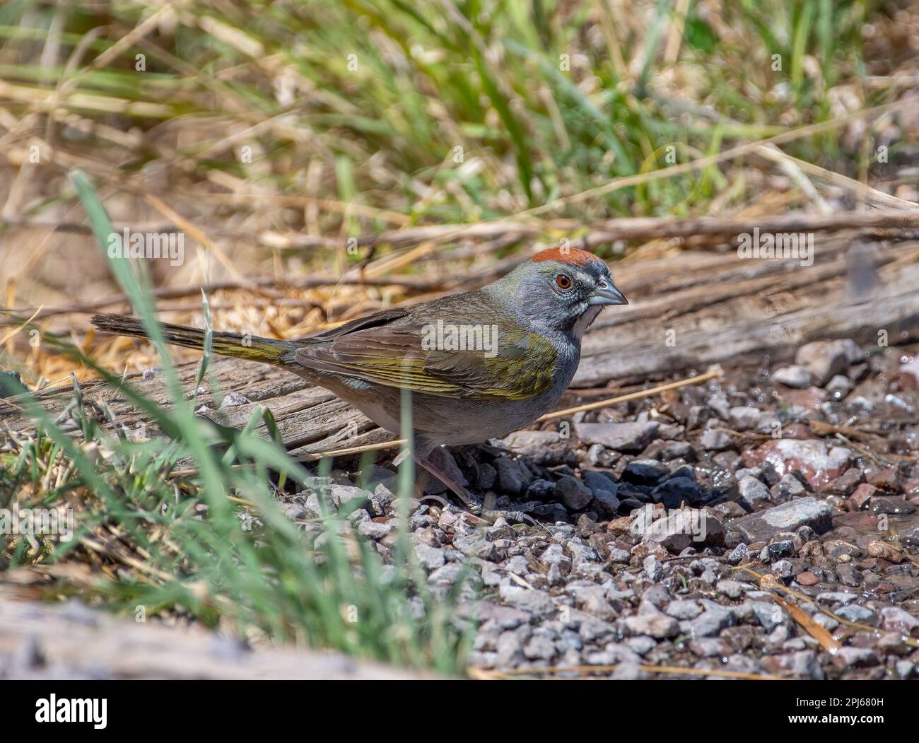 This desert seep was a popular area for songbirds, including this Green ...