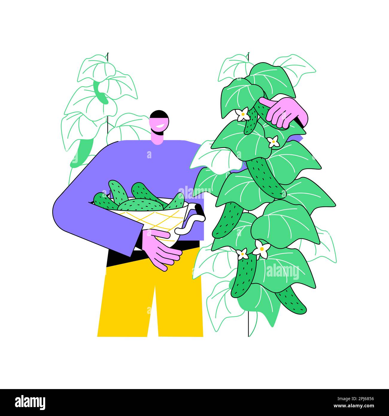 Hydroponic cucumber production isolated cartoon vector illustrations ...