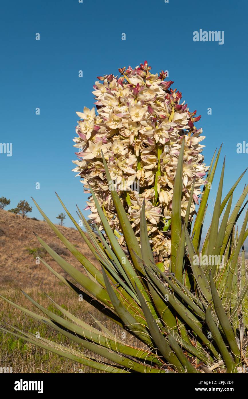 This beautiful Torrey's Yucca was in full bloom in the arid mountains ...