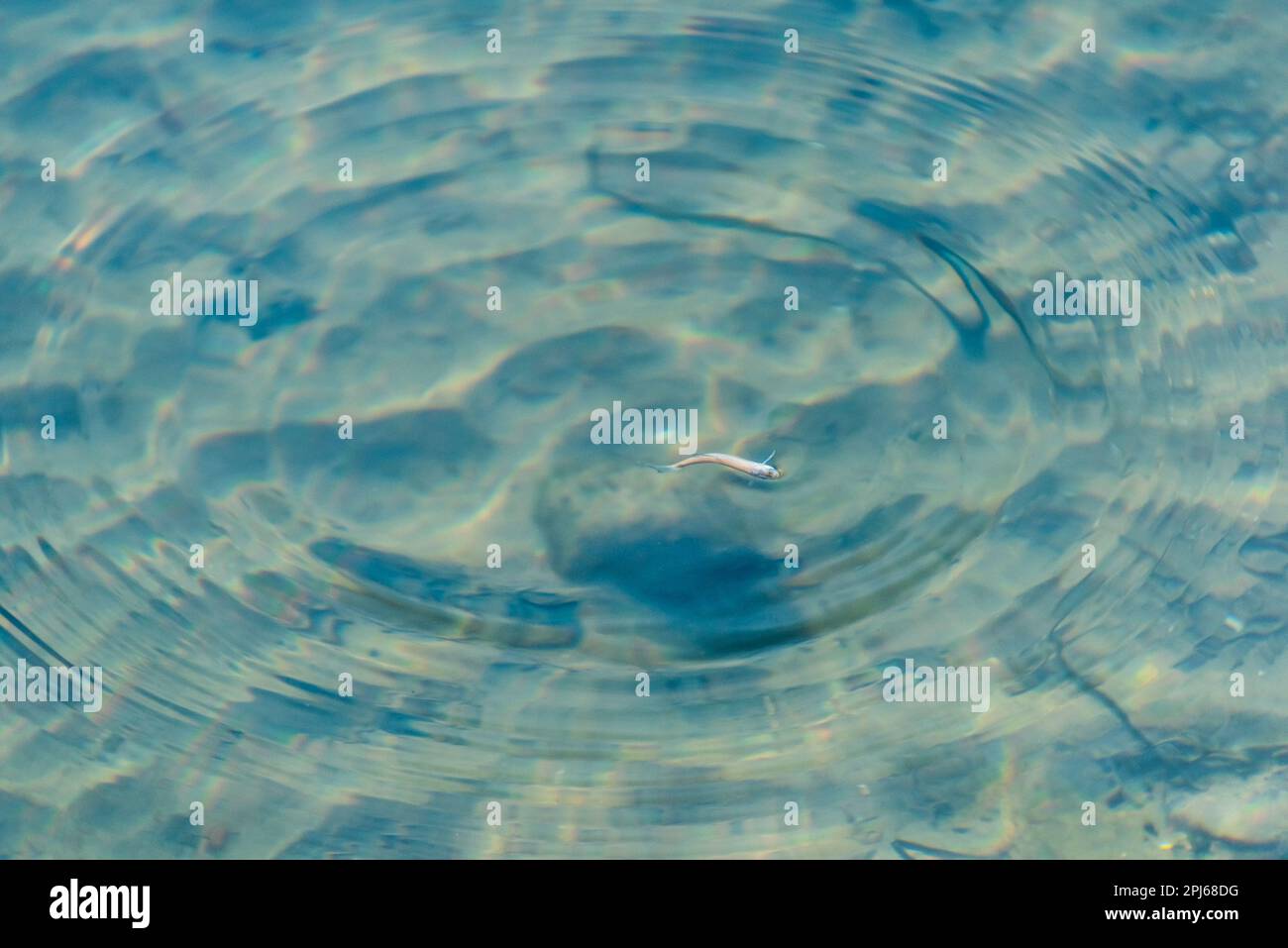 Small white fish swimming around near the surface of glear blue water ...