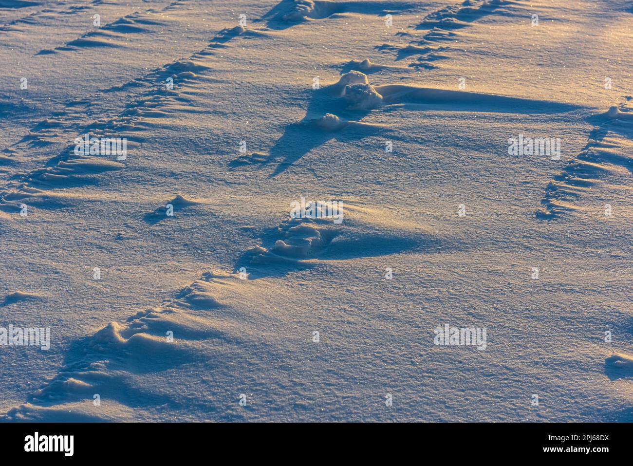 Low sunlight making long shadows in snow on a field Stock Photo - Alamy