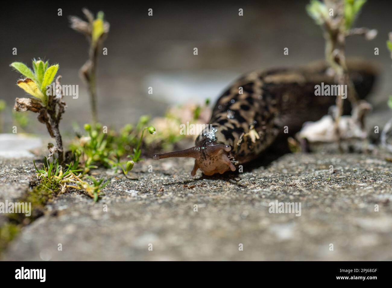 Leopard slug on white hi-res stock photography and images - Alamy