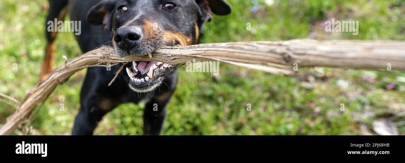 Dog bitting wooden stick playing outdoors Stock Photo - Alamy