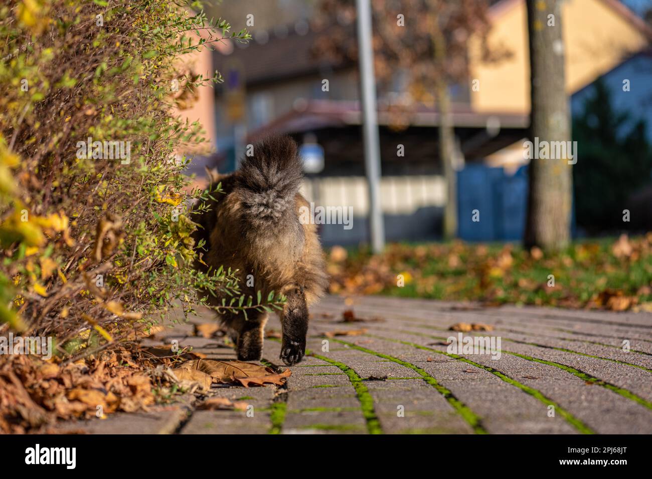 Norwegian forest cat walking down a street Stock Photo - Alamy