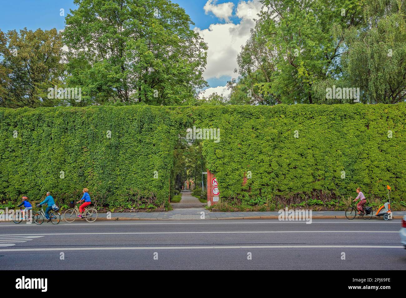 Wall of the southern cemetery overgrown by wild vine, Munich, Bavaria ...