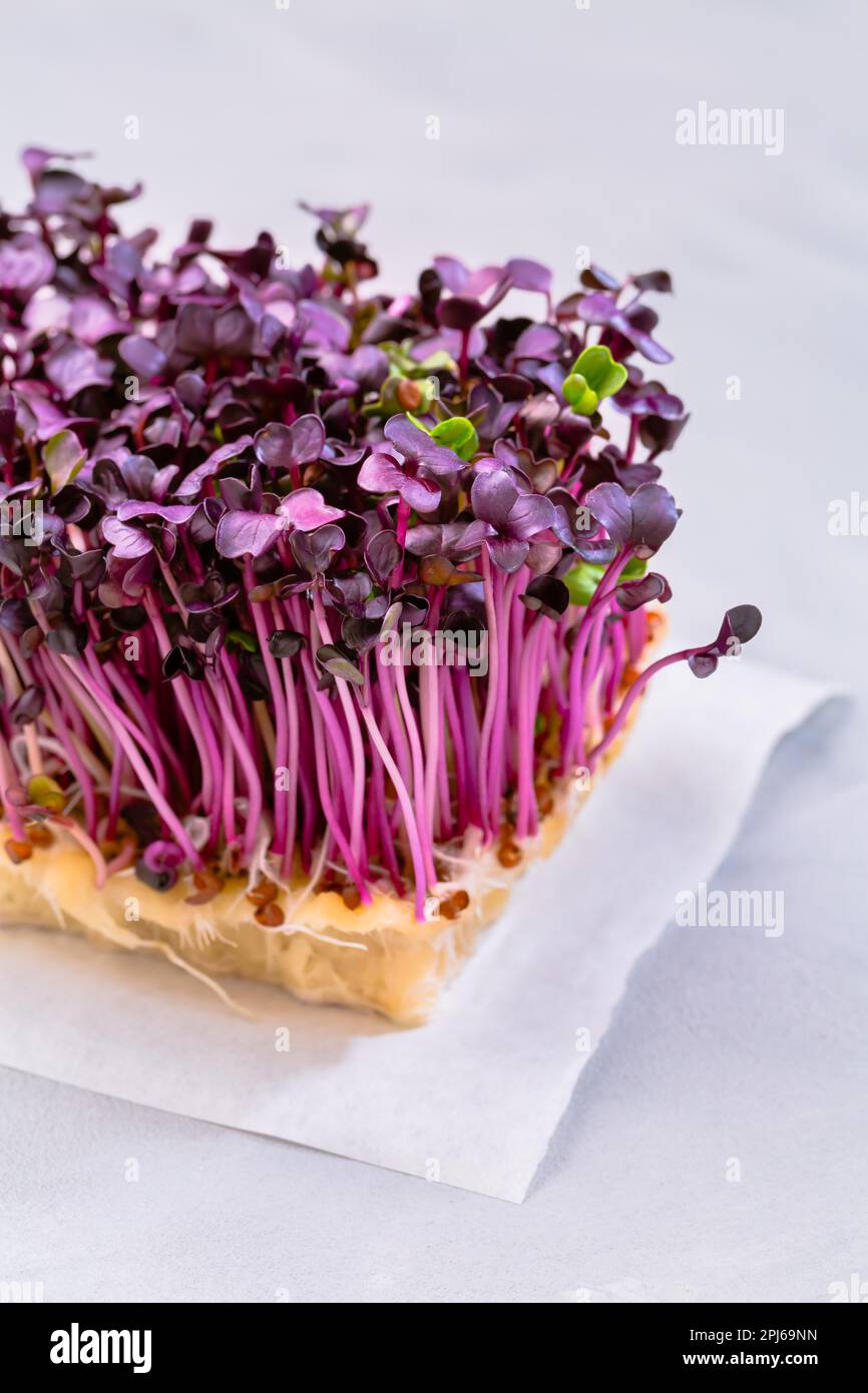 Purple Shiso Cress on grey background Stock Photo - Alamy