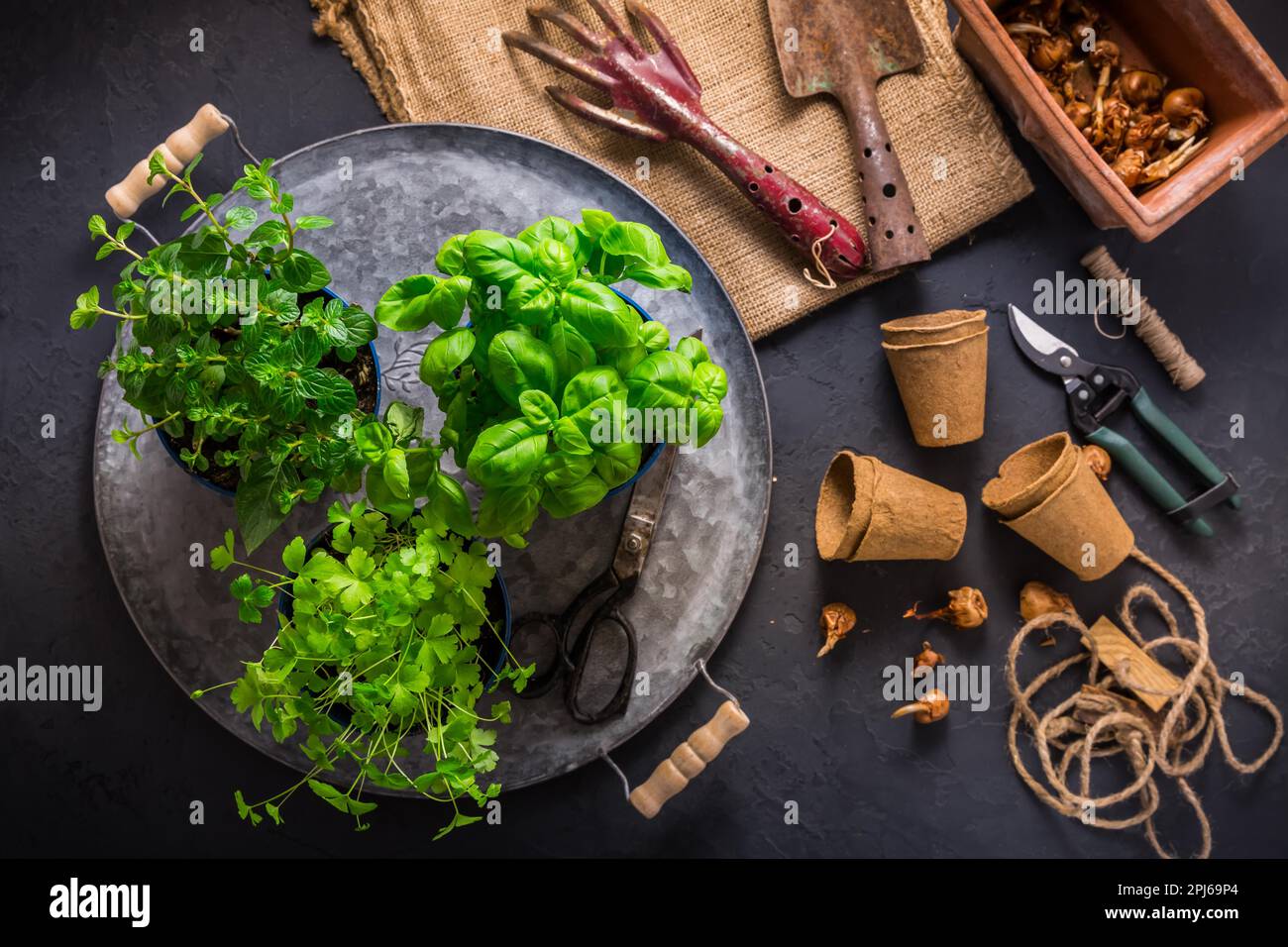 Replanting herbs - plants in pots, green garden on a balcony. Urban ...