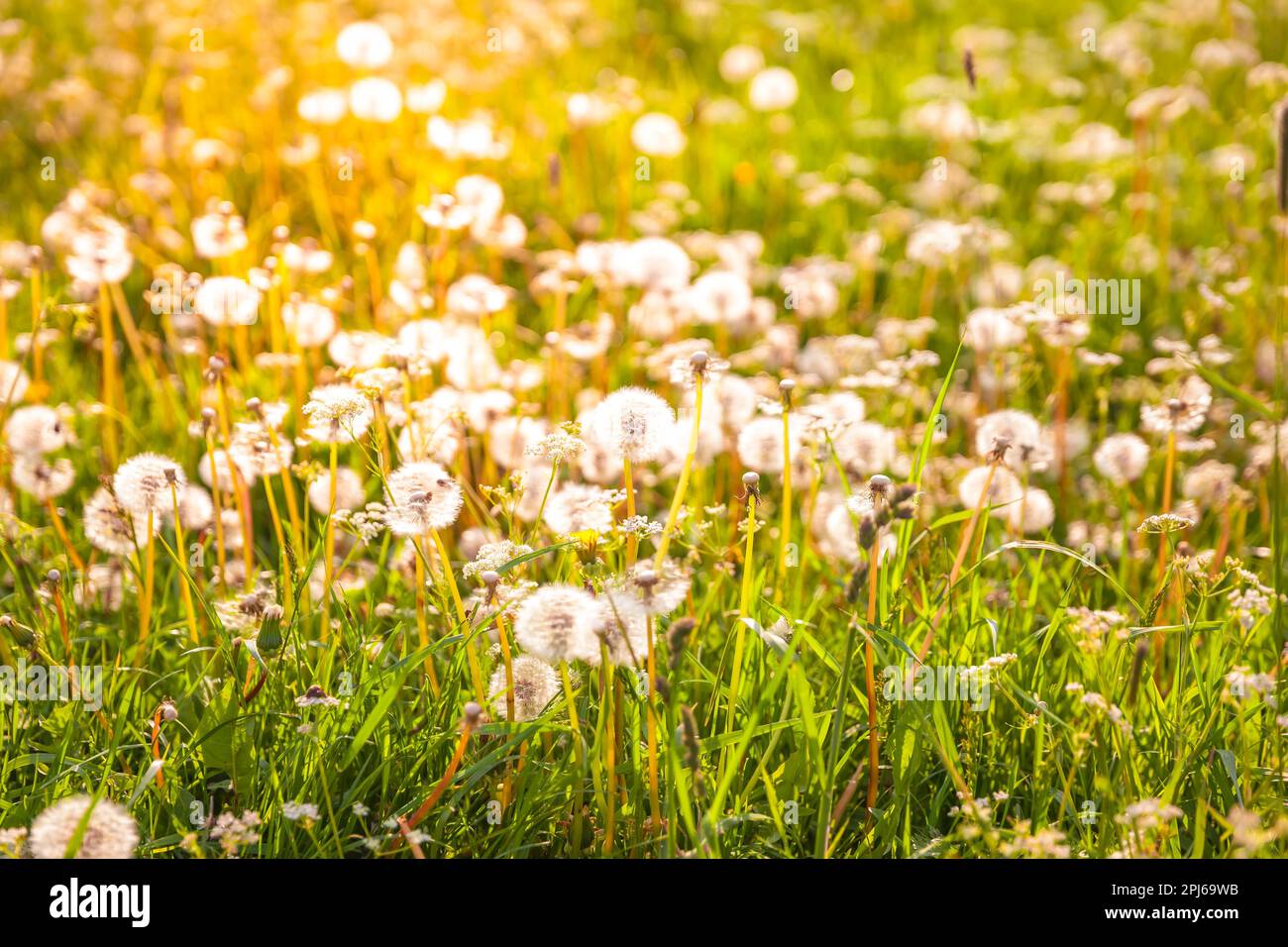 Beautiful summer sun light hi-res stock photography and images - Alamy