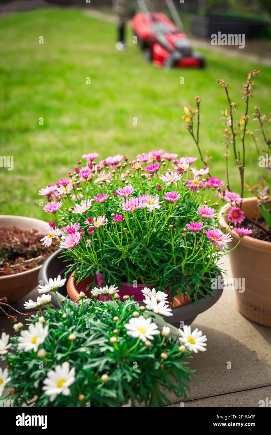 Daisy potted plants on terrace with green lawn and lawn mower in ...