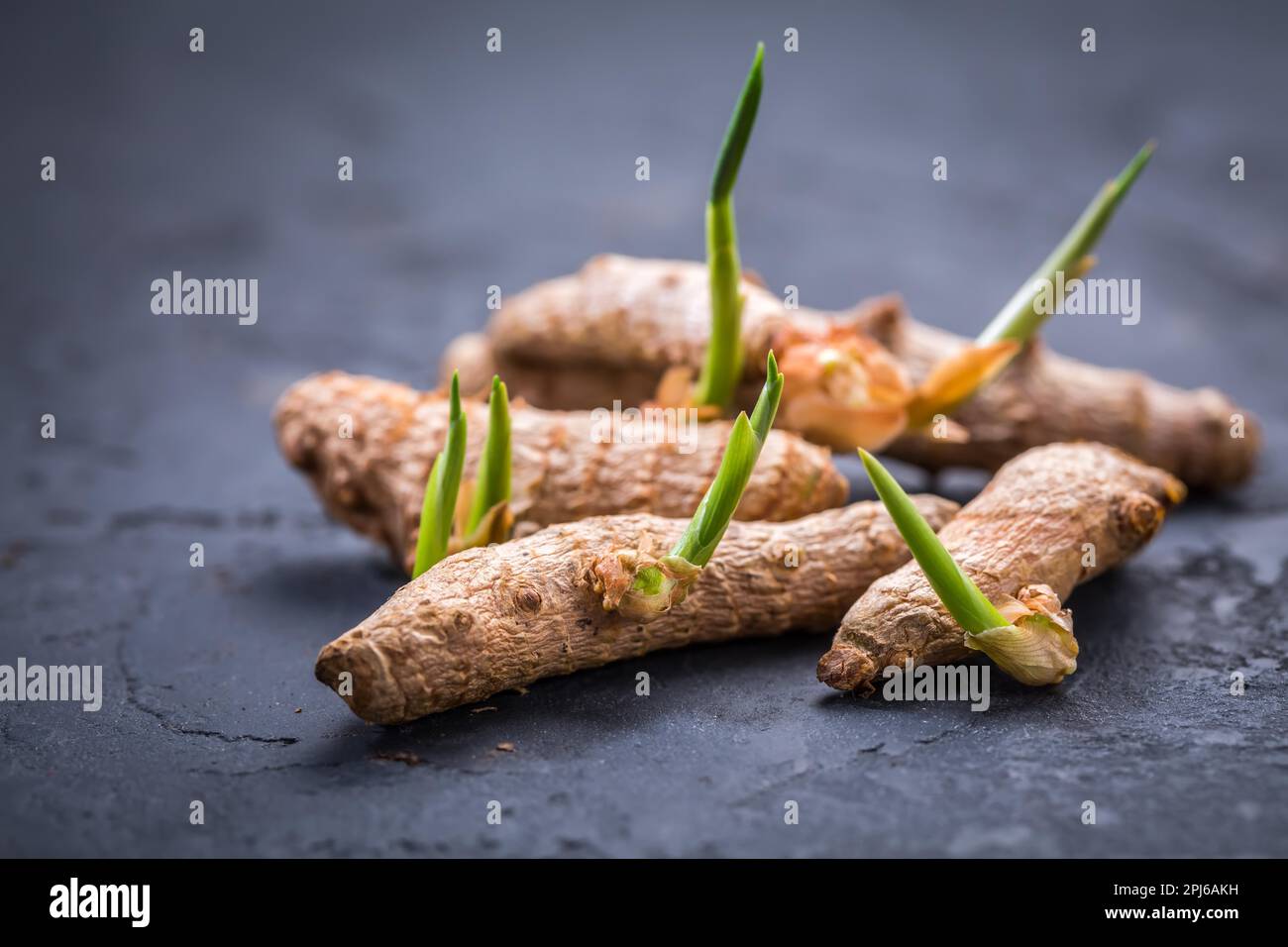 Curcuma (turmeric root) with fresh rhizomes, ready for planting into ...
