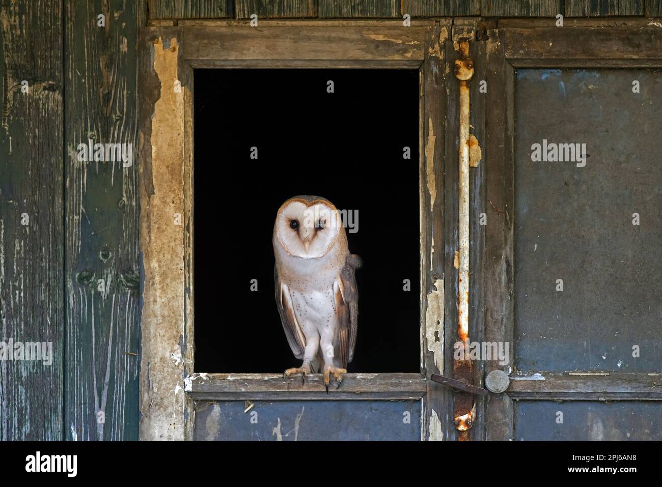 Common barn owl (Tyto alba) perched in open window in door of wooden ...
