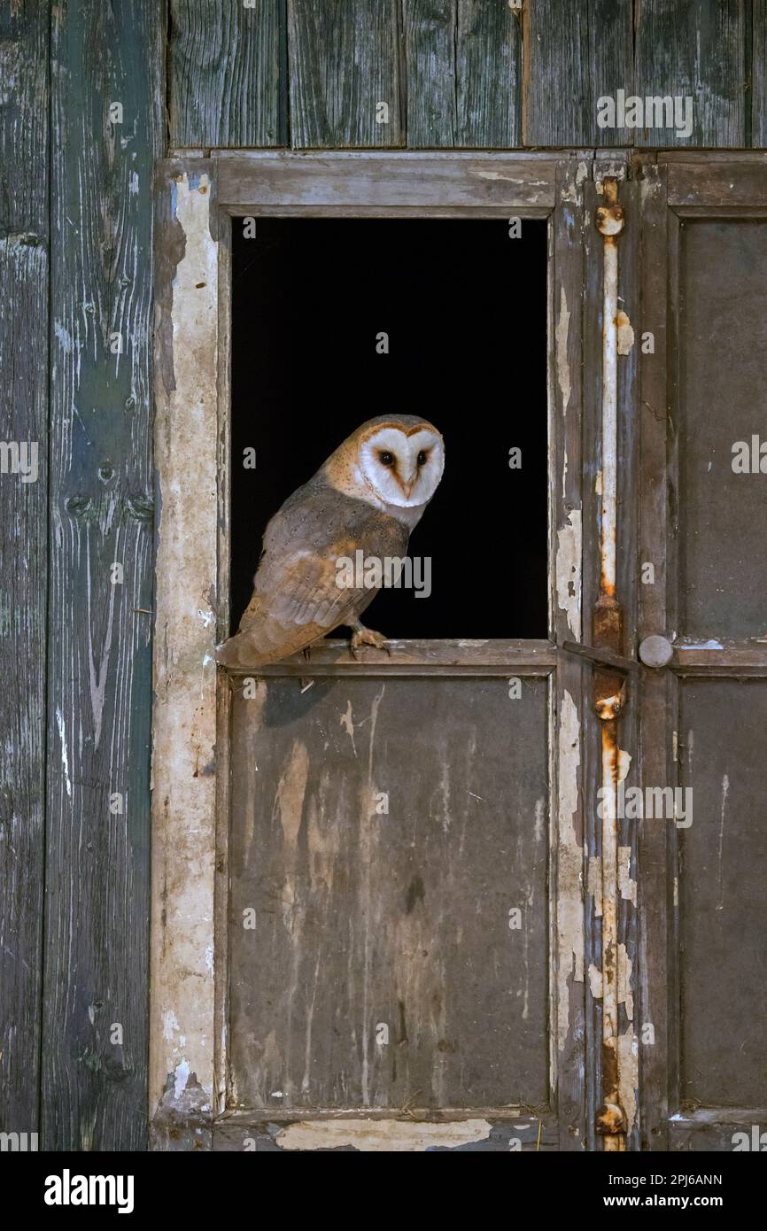 Common barn owl (Tyto alba) perched in open window in door of wooden ...