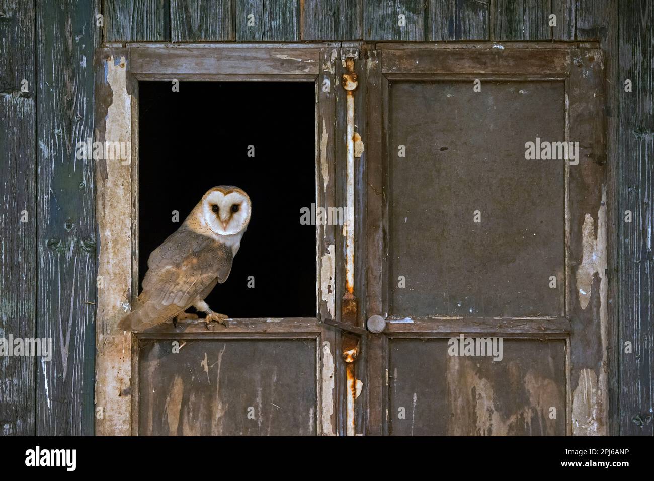 Common barn owl (Tyto alba) perched in open window in door of wooden ...