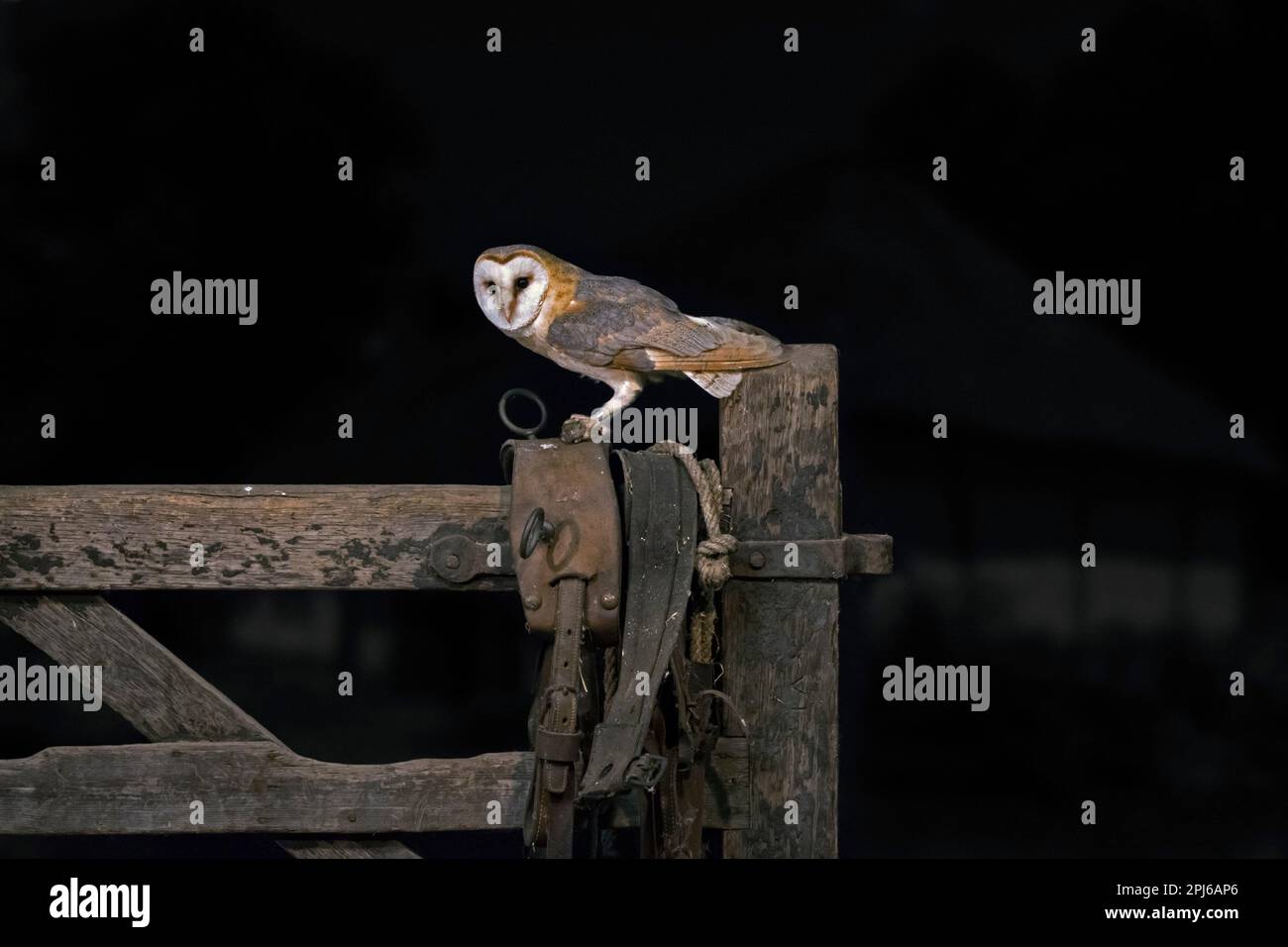 Common barn owl (Tyto alba) with mouse prey in its claws, perched on ...