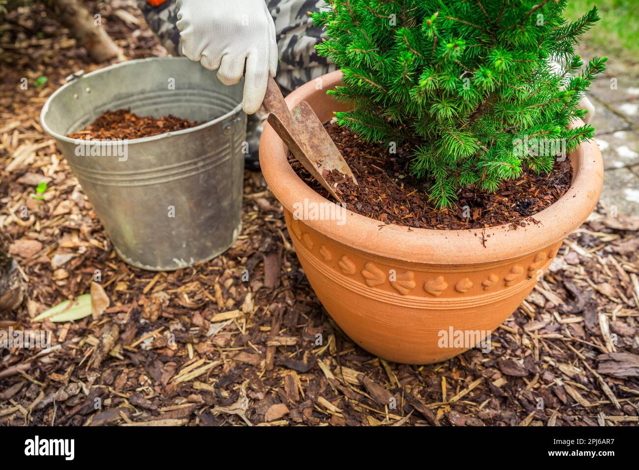 Garden and gardening - Mulching potted plants with pine bark againts to ...