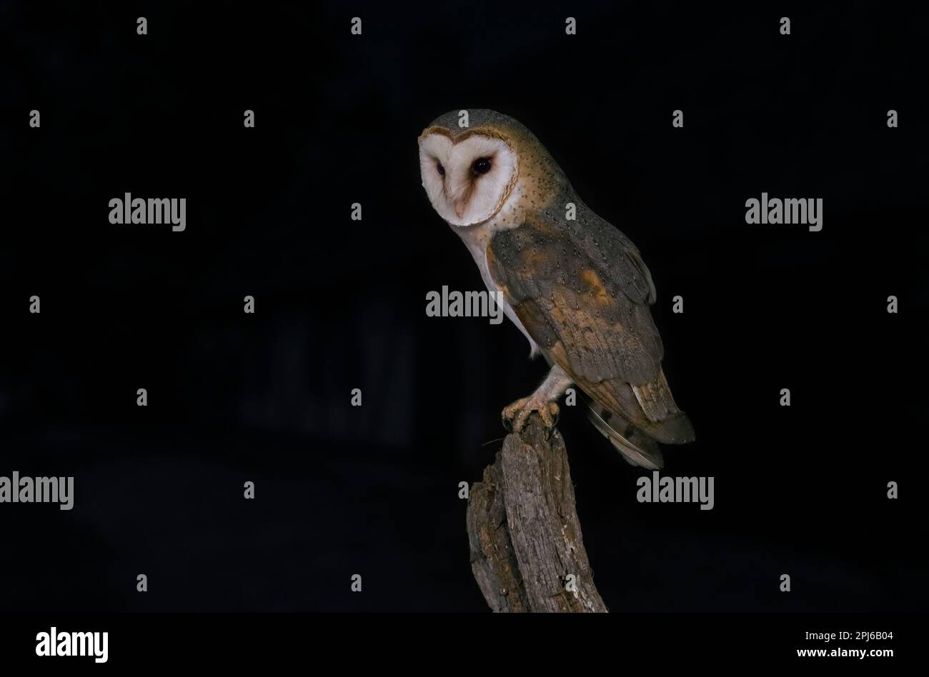 Common barn owl (Tyto alba) perched on old wooden fence post at farm in ...