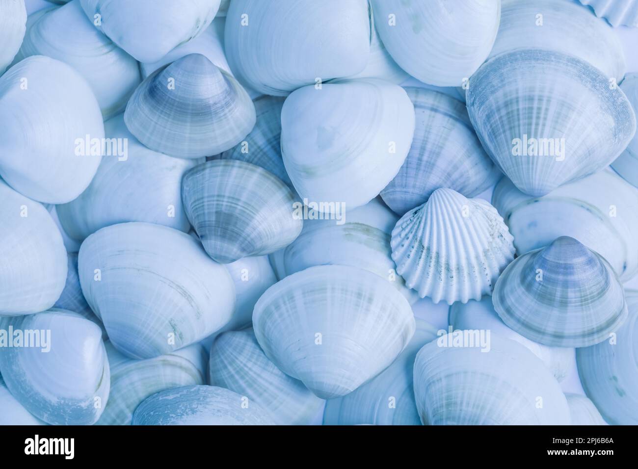 Collection of seashells as background in blue tone. Su mmer background ...