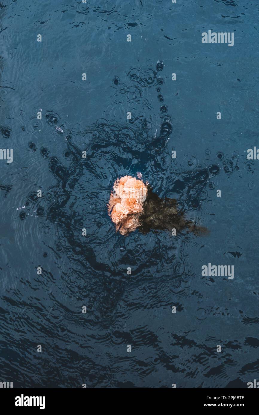 Bouquet of beige fresh flowers floating in the splashing water ...