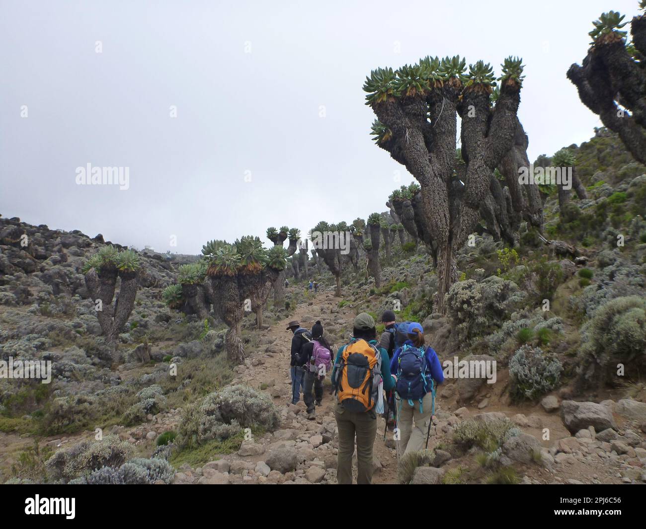 Hikers, Machame trail, Mount Kilimanjaro, Tanzania Stock Photo - Alamy