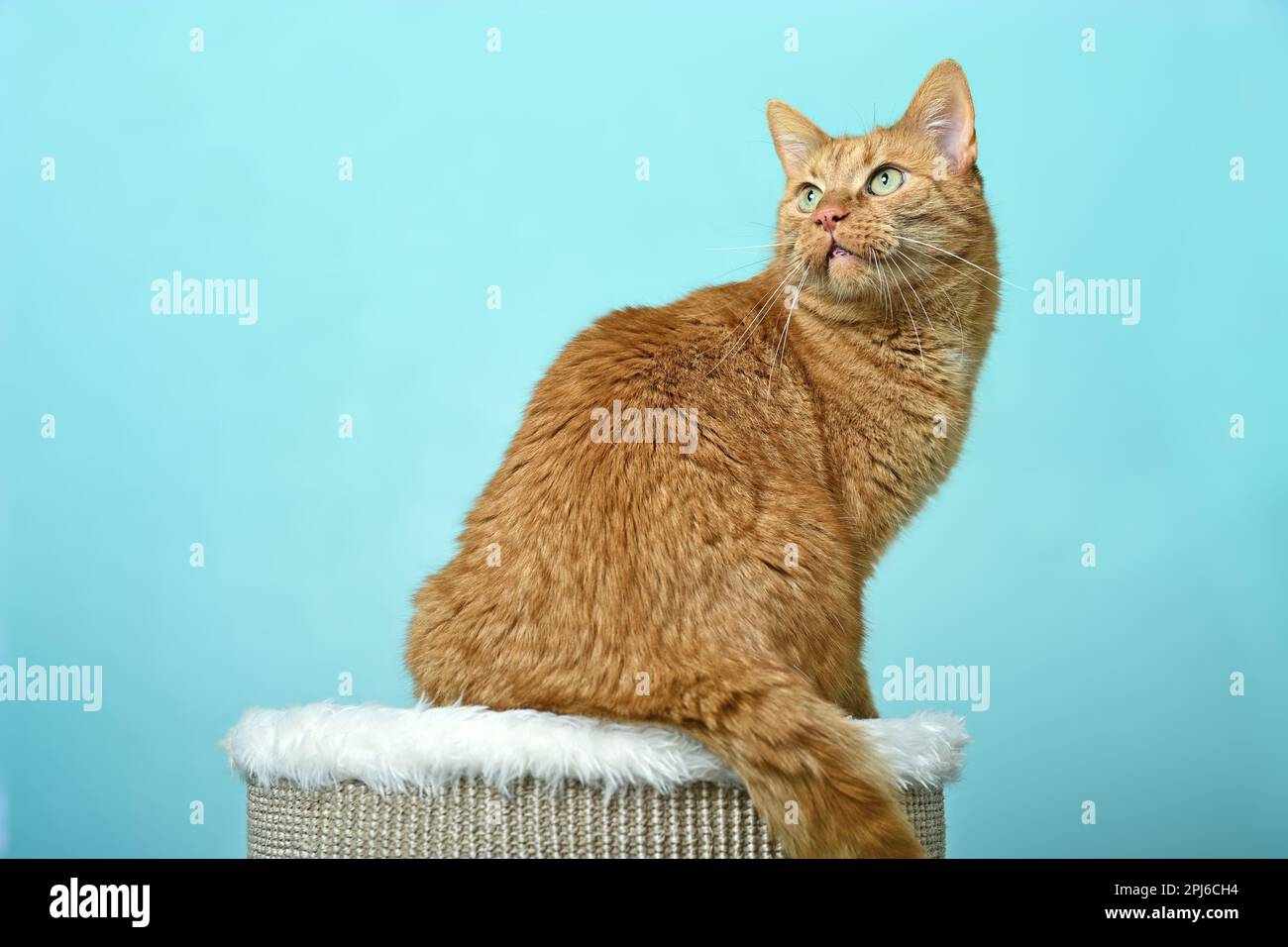 Cute red cat sitting on the scratching post and and looking curious ...