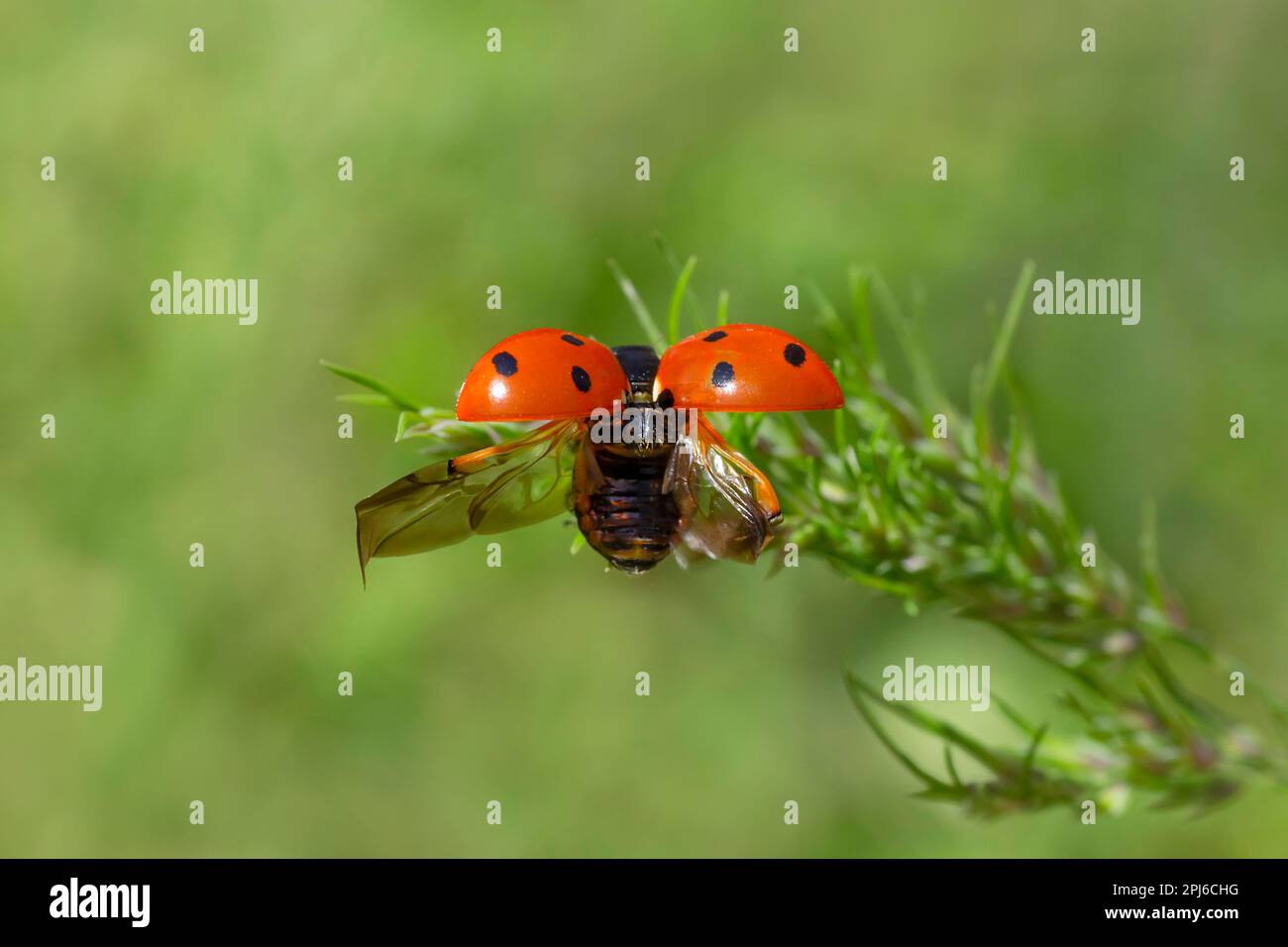 Ladybird flying hi-res stock photography and images - Alamy