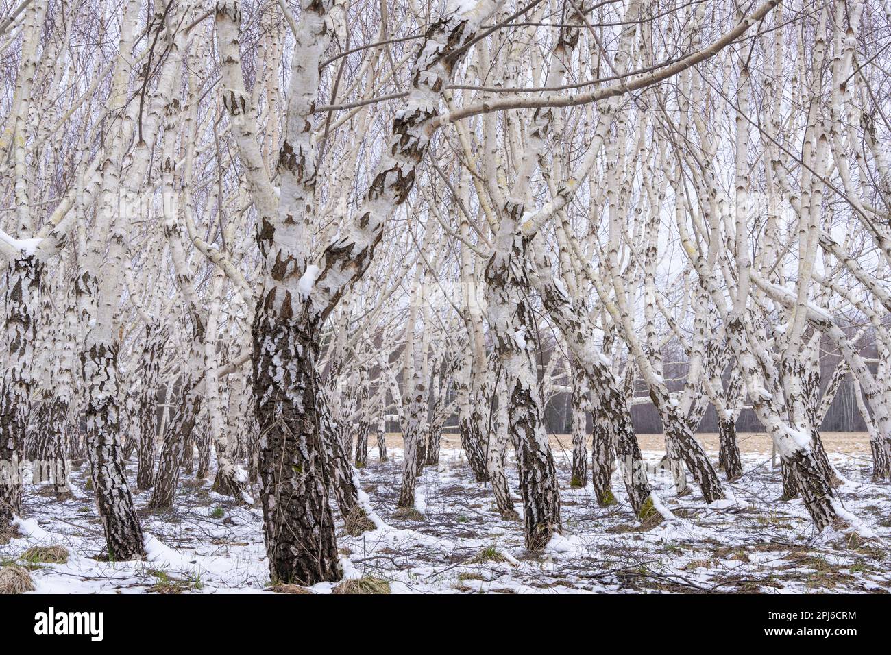 Planted Curly birches (Betula pendula var. carelica). Curly birch is a ...