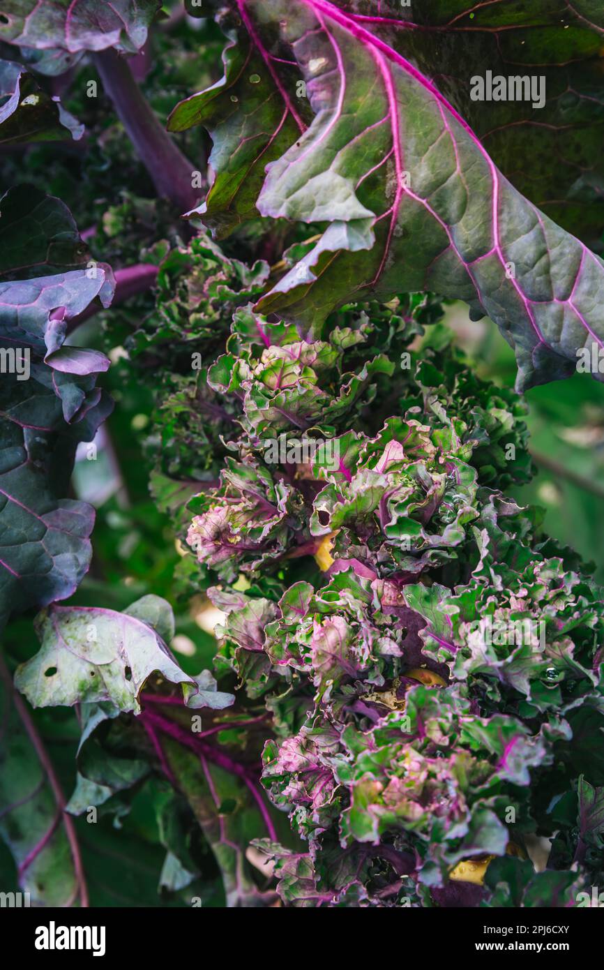 Kalette, kale sprouts or flower sprouts growing in vegetable garden ...