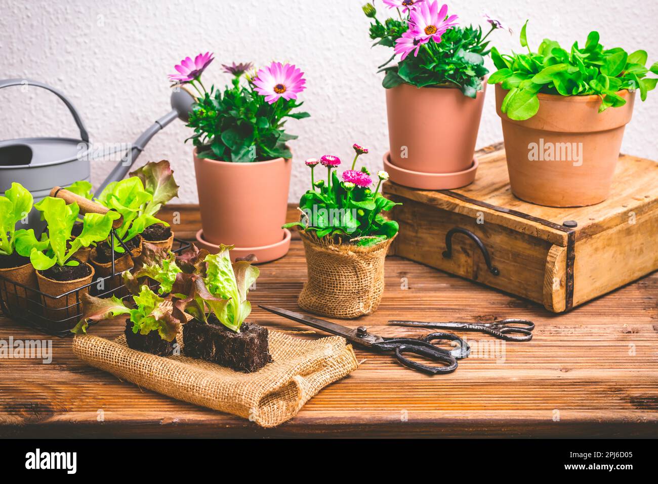 Seedlings of lettuce and pottet plants with gardening tools Stock Photo ...
