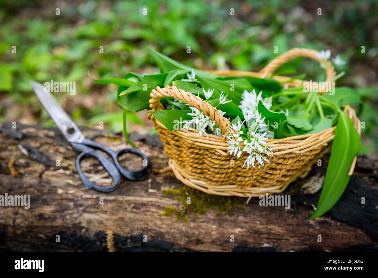 Picking Wild Garlic (allium ursinum) in woodland. Harvesting Ramson ...