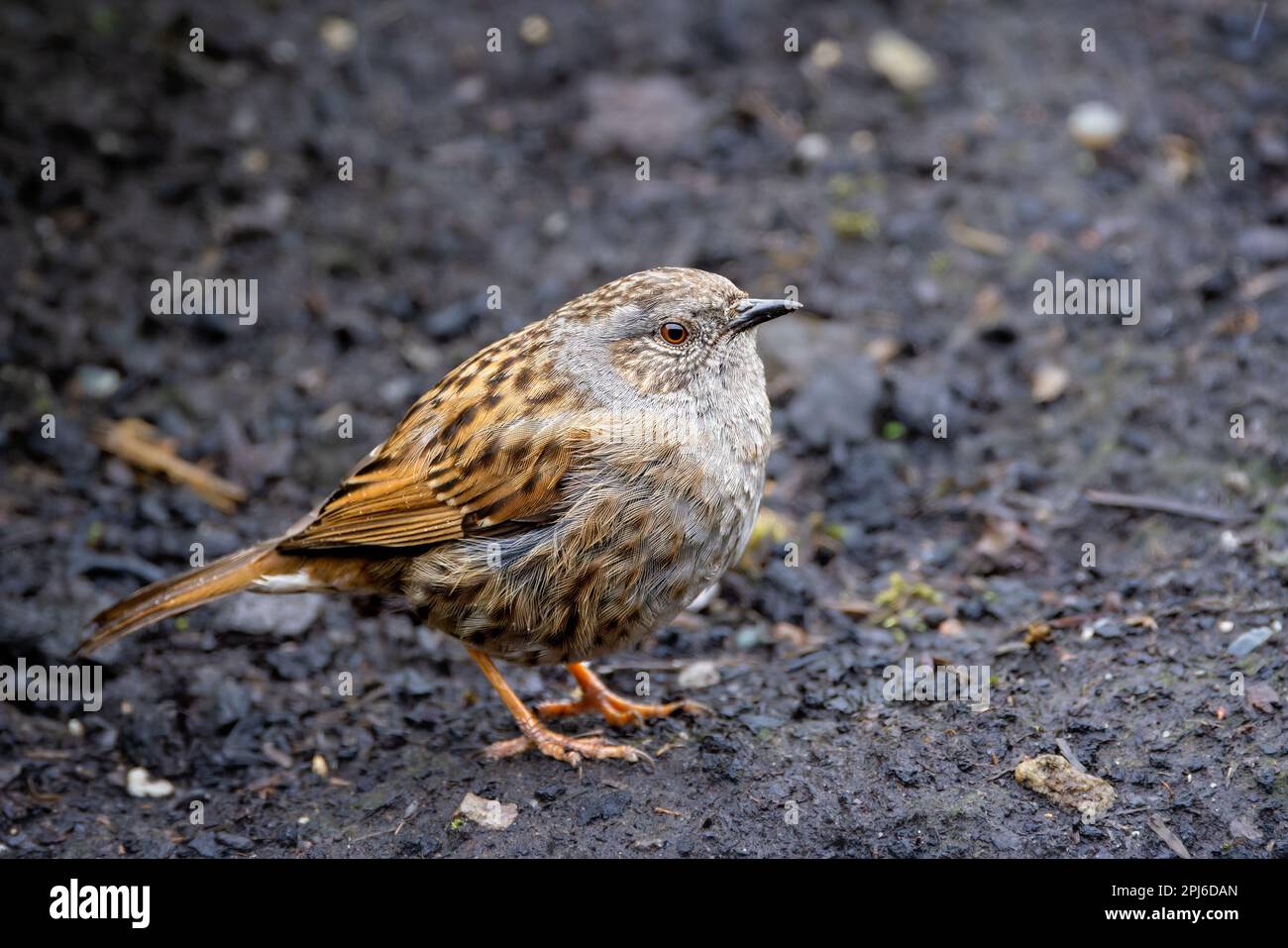 Dunnock on a bird feeder hi-res stock photography and images - Alamy