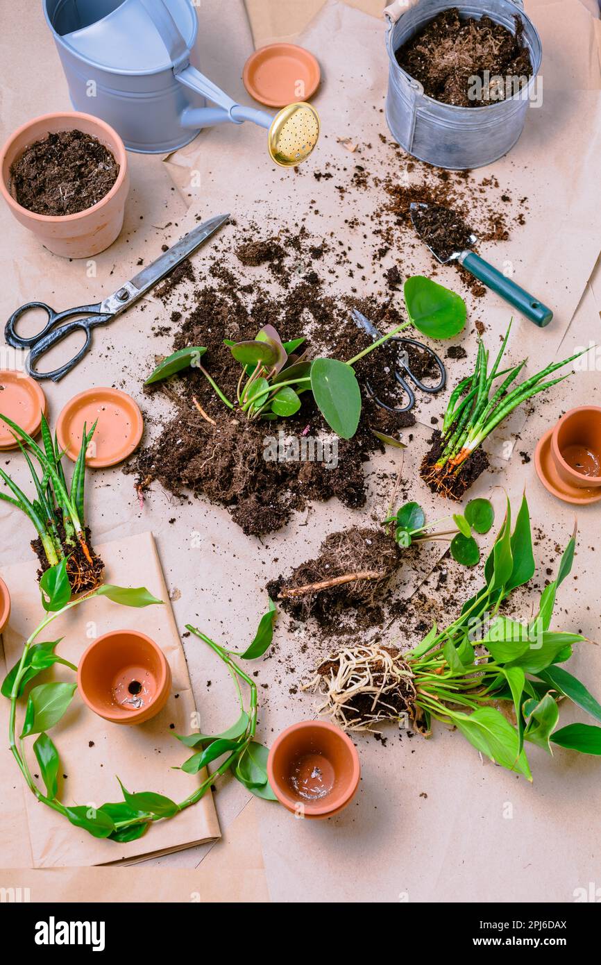 Plant propagation and replanting house plant concept with flowerpots ...