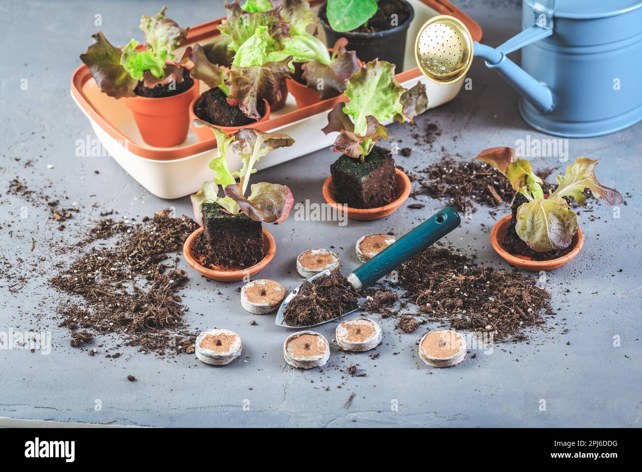 Vegetable propagation and replanting seedling concept with small ...