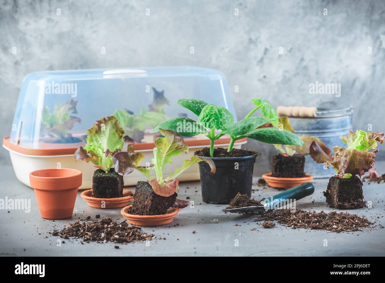 Vegetable propagation and replanting seedling concept with small ...