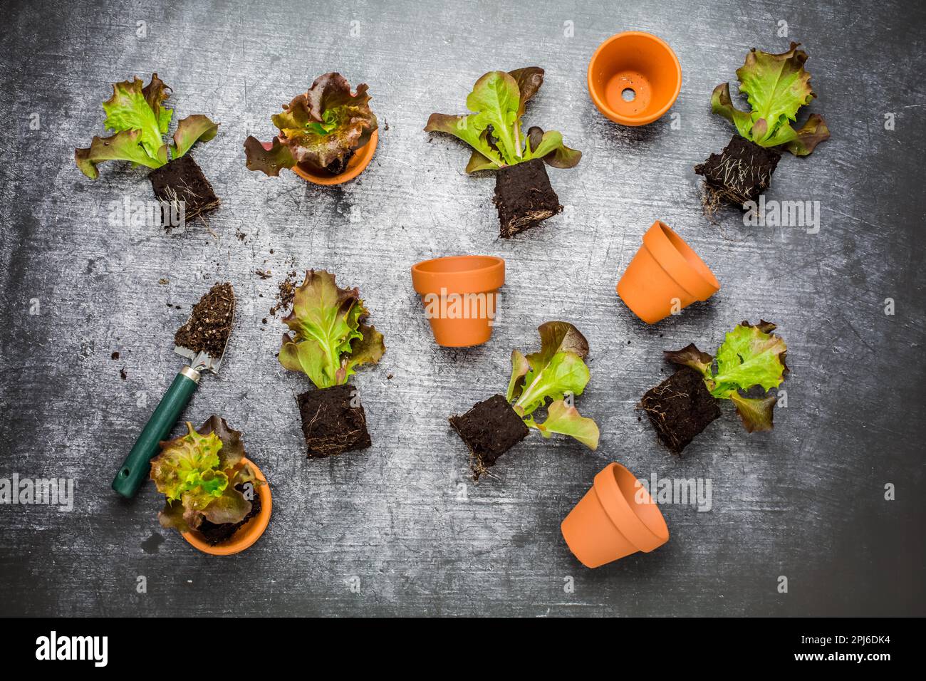 Vegetable propagation and replanting seedling concept with flowerpots ...