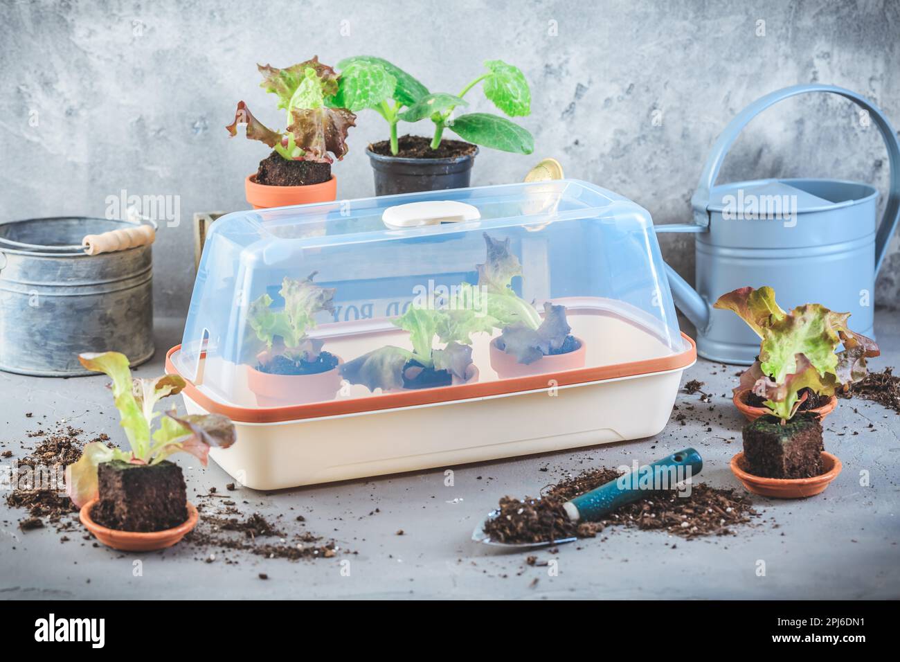 Vegetable propagation and replanting seedling concept with small ...