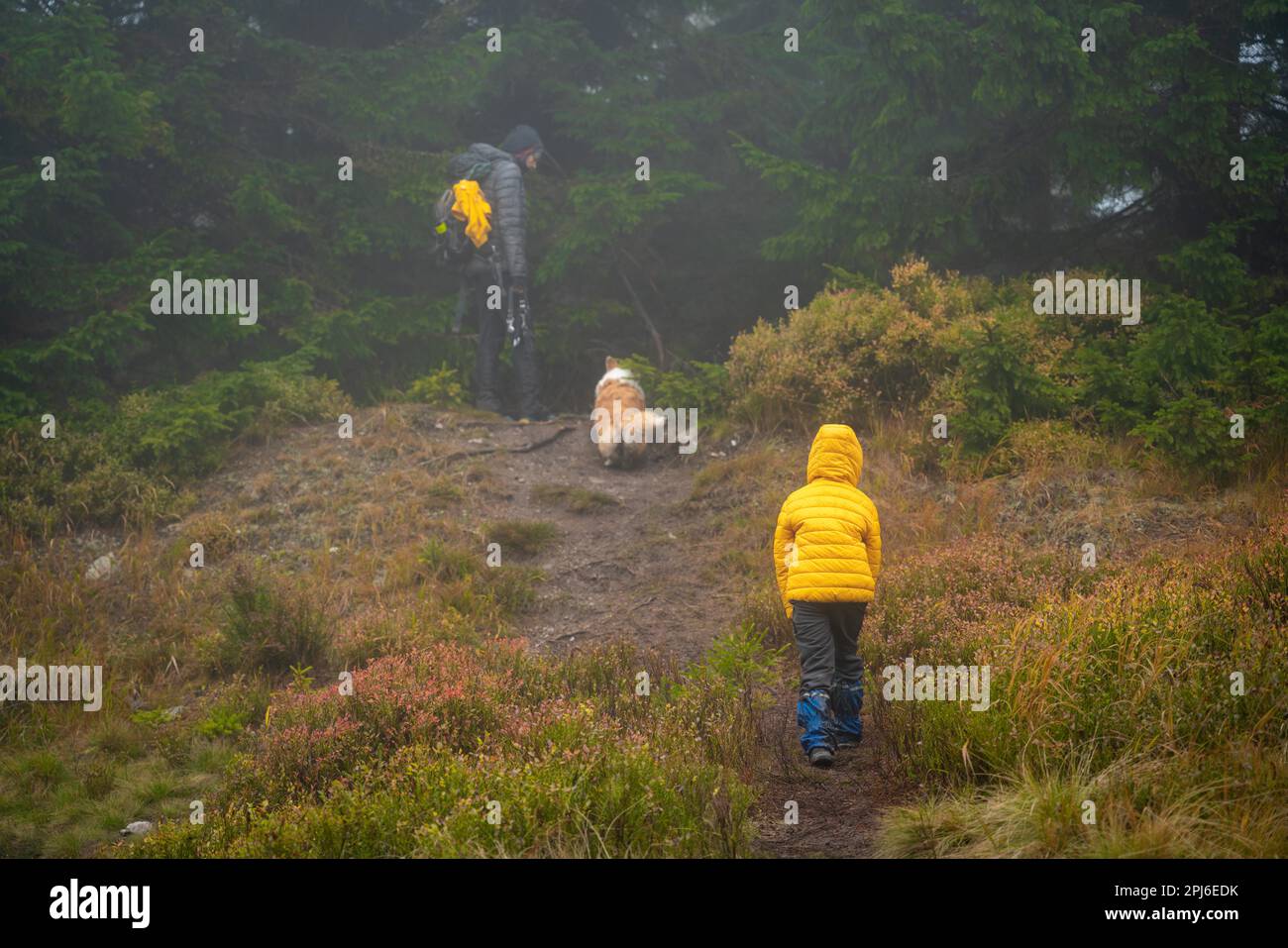 Mom with her son and dogs walk over logs lying on a small stream ...