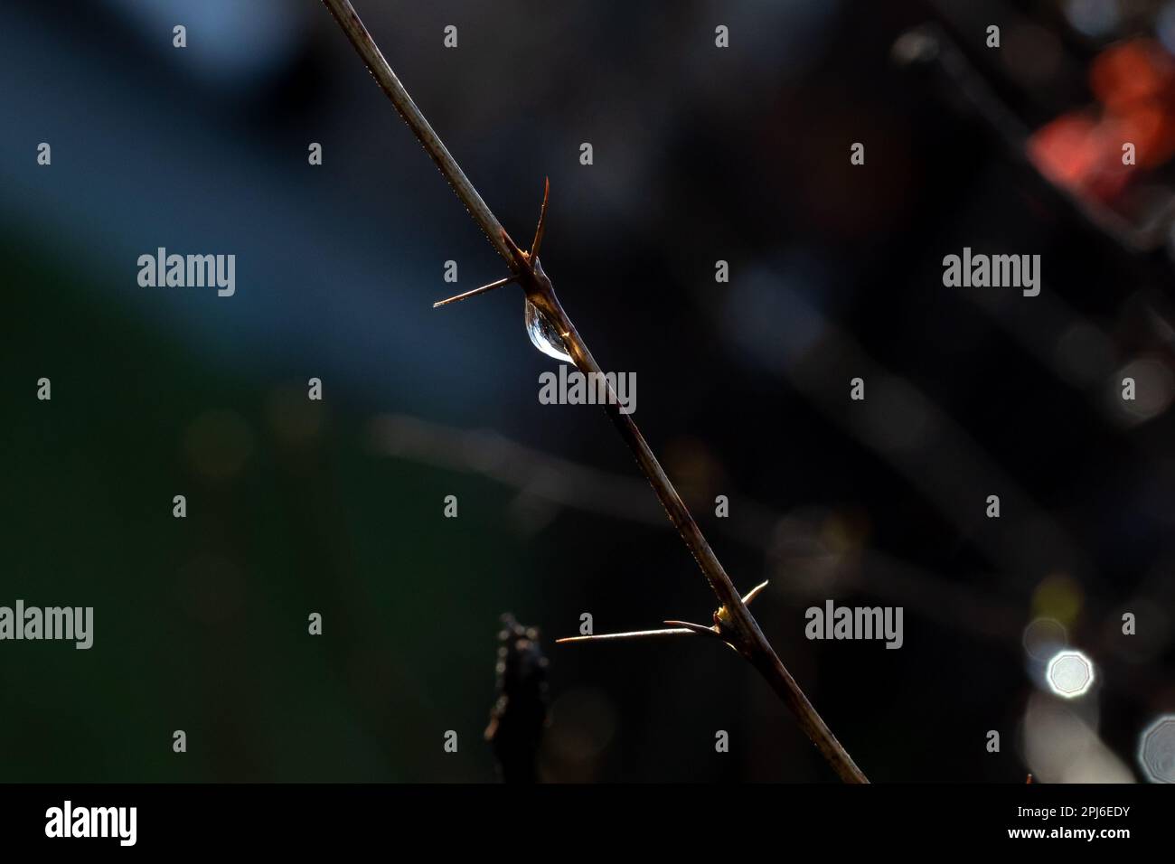 Drops of melted snow drip from a tree branch Stock Photo - Alamy