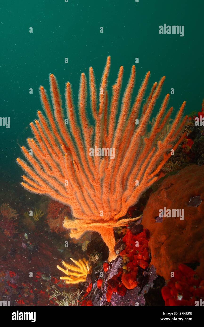 Orange flagellar sea fan (Eunicella albicans), False Bay dive site ...