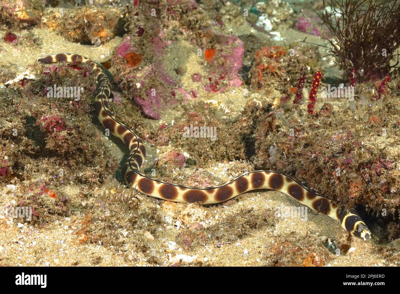 Southern african snake hi-res stock photography and images - Alamy