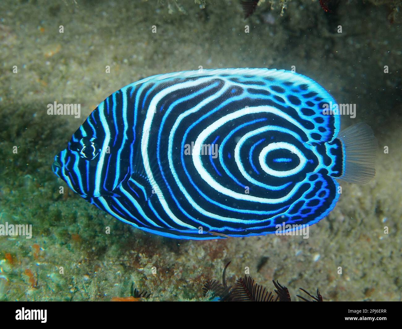 Juvenile Emperor Angelfish (Pomacanthus imperator), Sodwana Bay ...