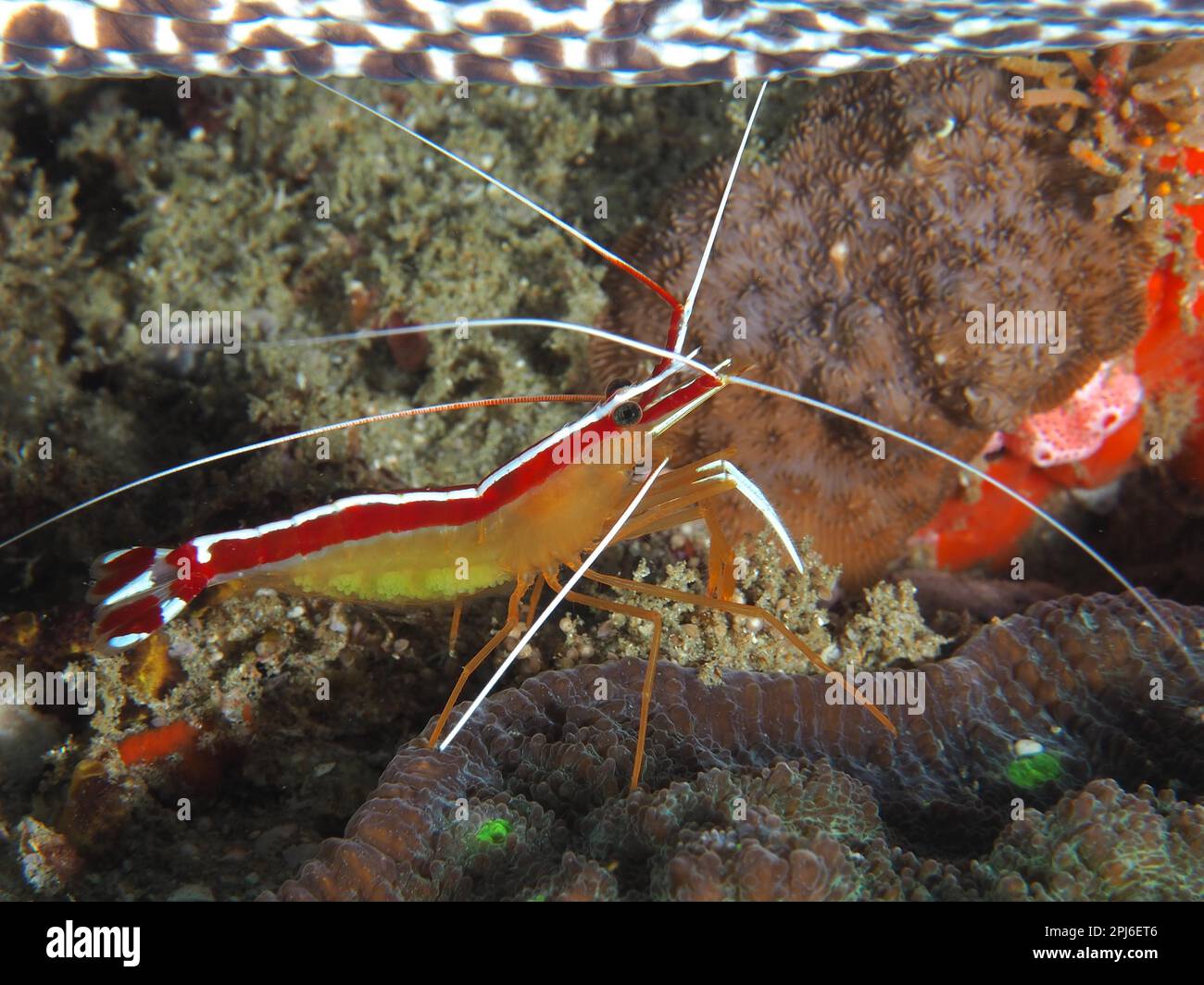 Pacific Cleaner Shrimp