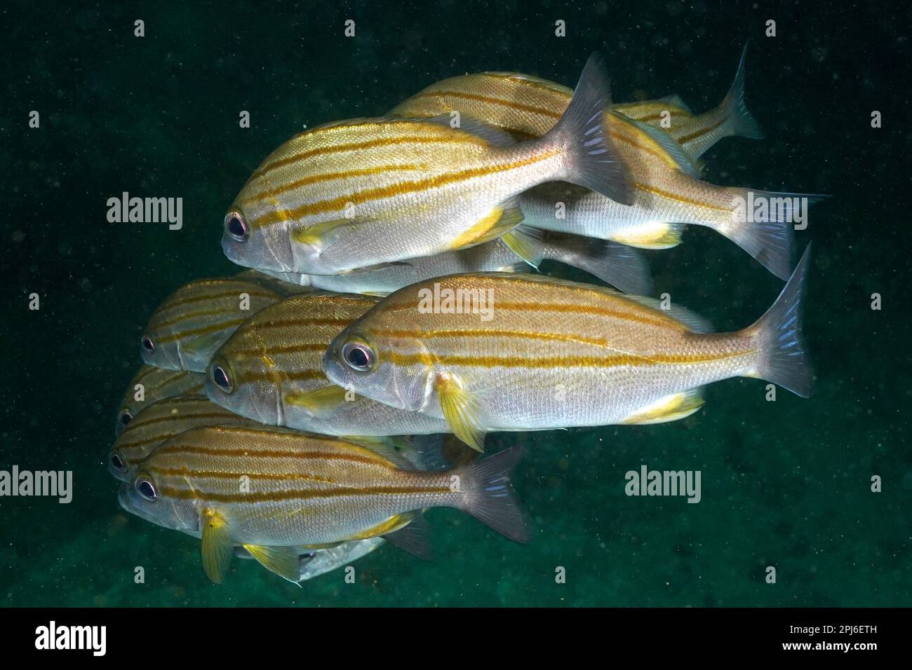 Grunts group hi-res stock photography and images - Alamy