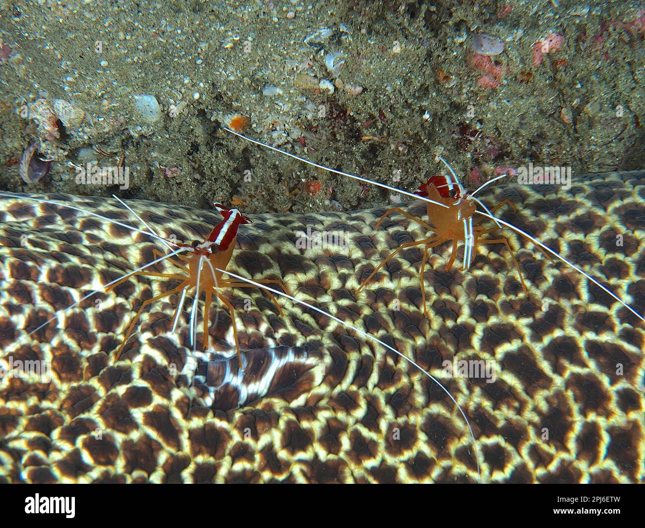 Two specimens of pacific cleaner shrimp (Lysmata amboinensis) on laced ...